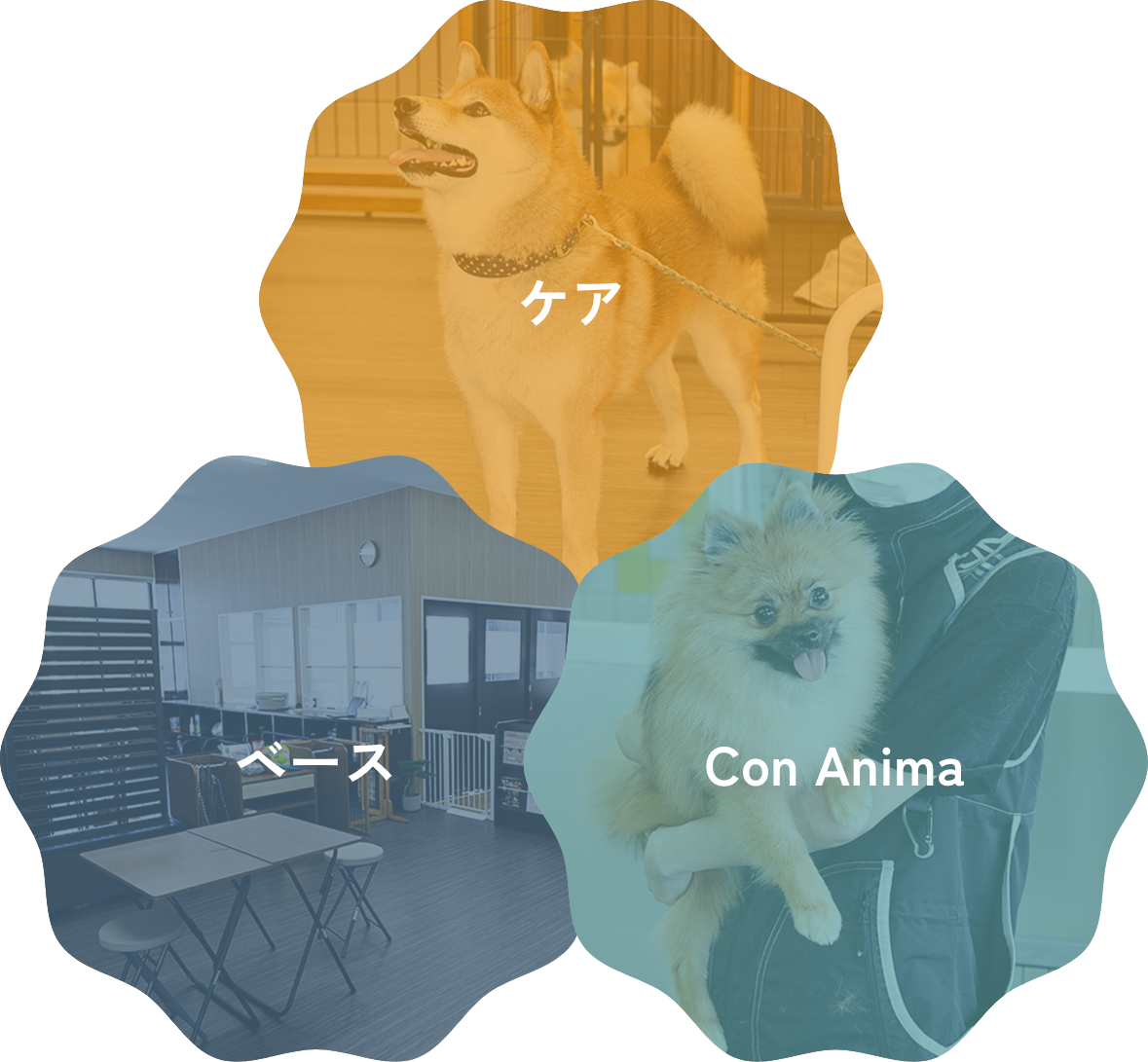 Con Anima – Con Animaは、徳島県板野郡藍住町にあるトリミングサロンです。